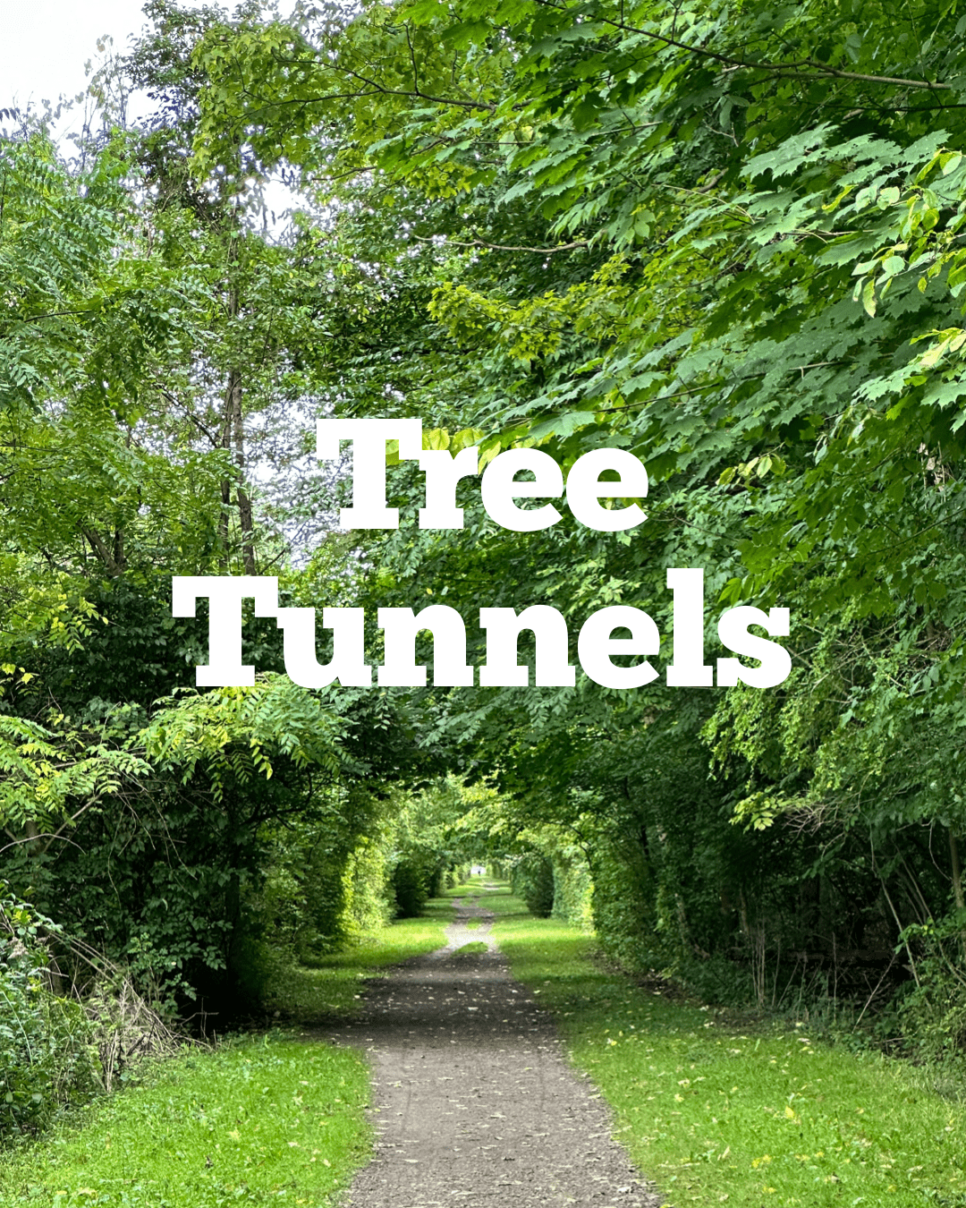 Tree Tunnels - Hike and Stroll Rochester
