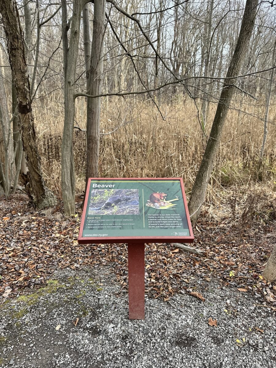 Reinstein Woods Nature Preserve - State Symbols Trail - Hike and Stroll ...