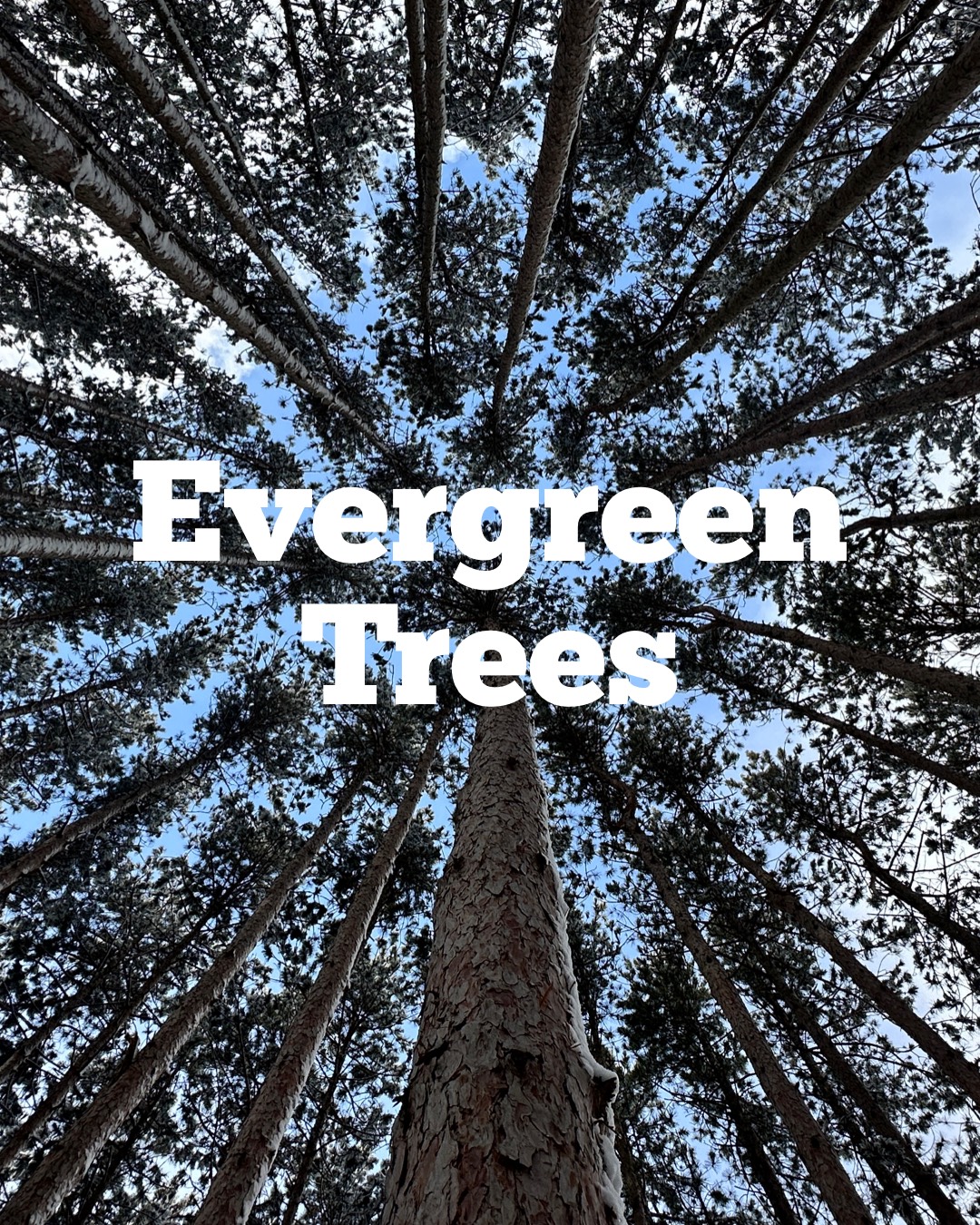 Evergreen Trees - Hike and Stroll Rochester