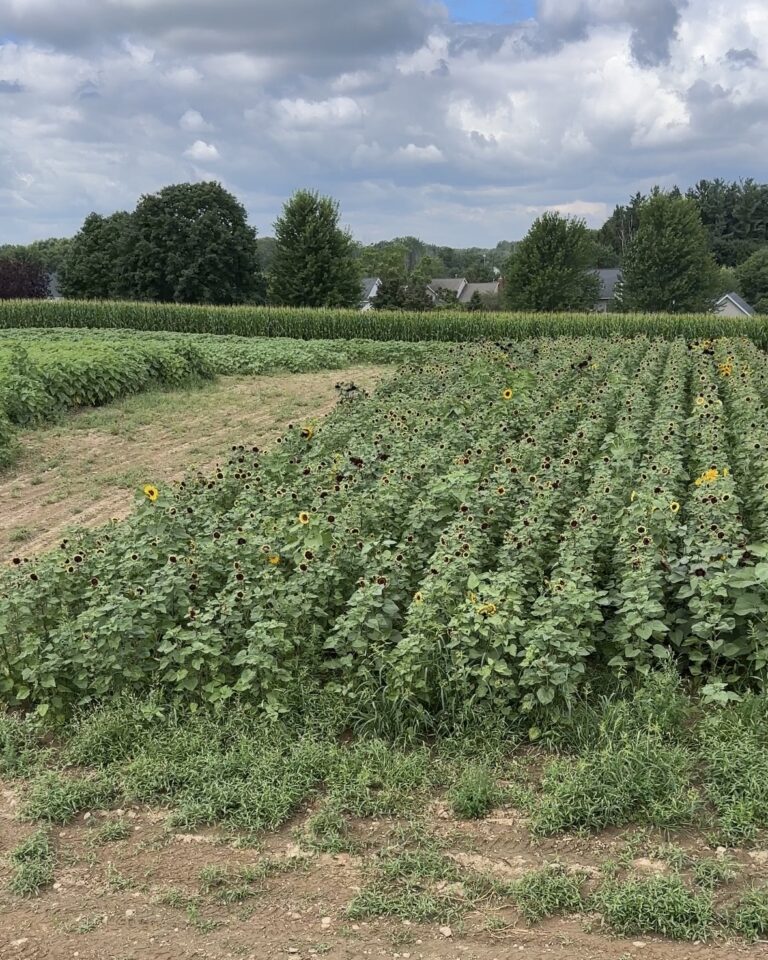 Wickham Farms - Hike and Stroll Rochester