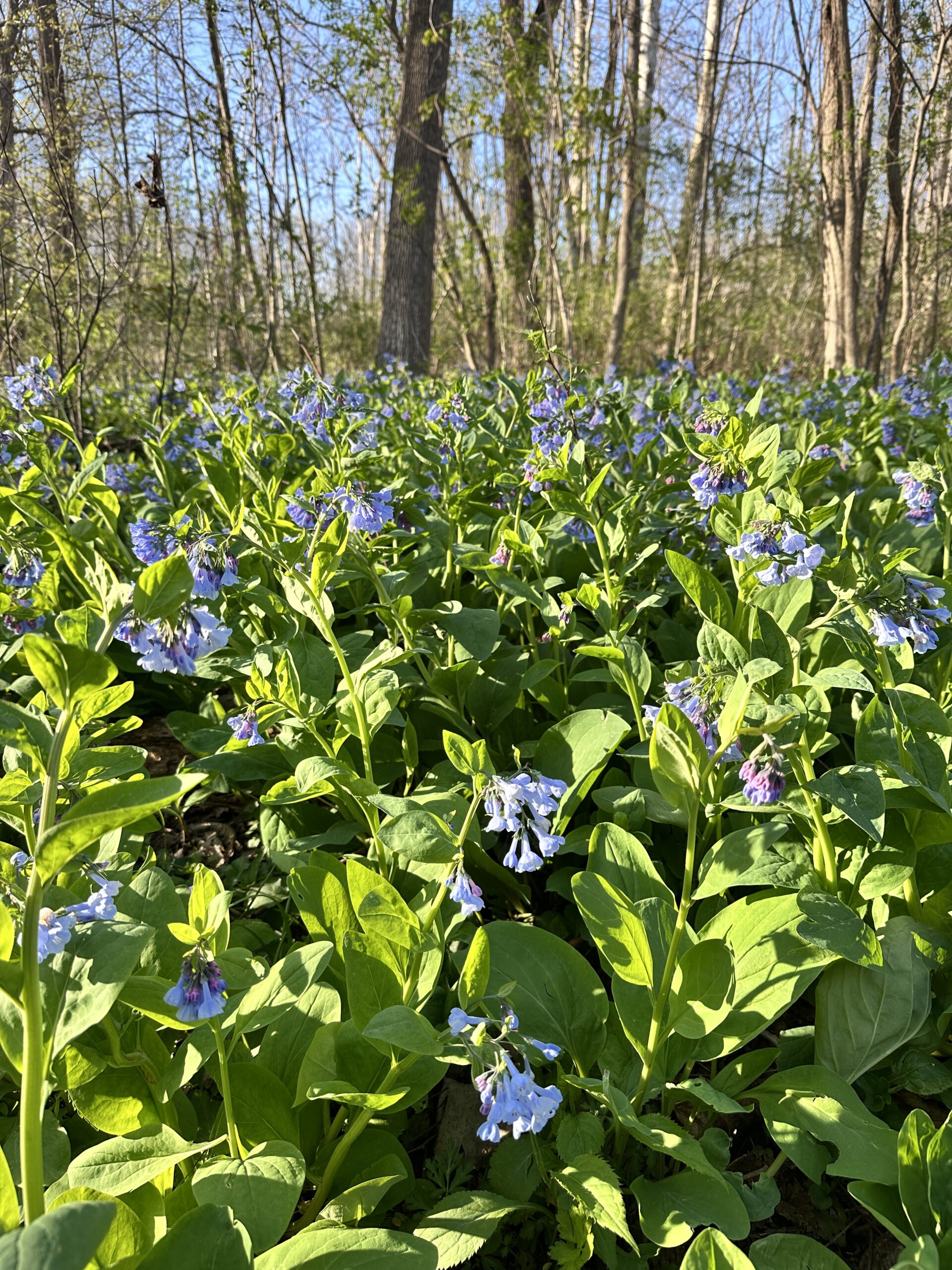 Virginia Bluebells - Hike and Stroll Rochester