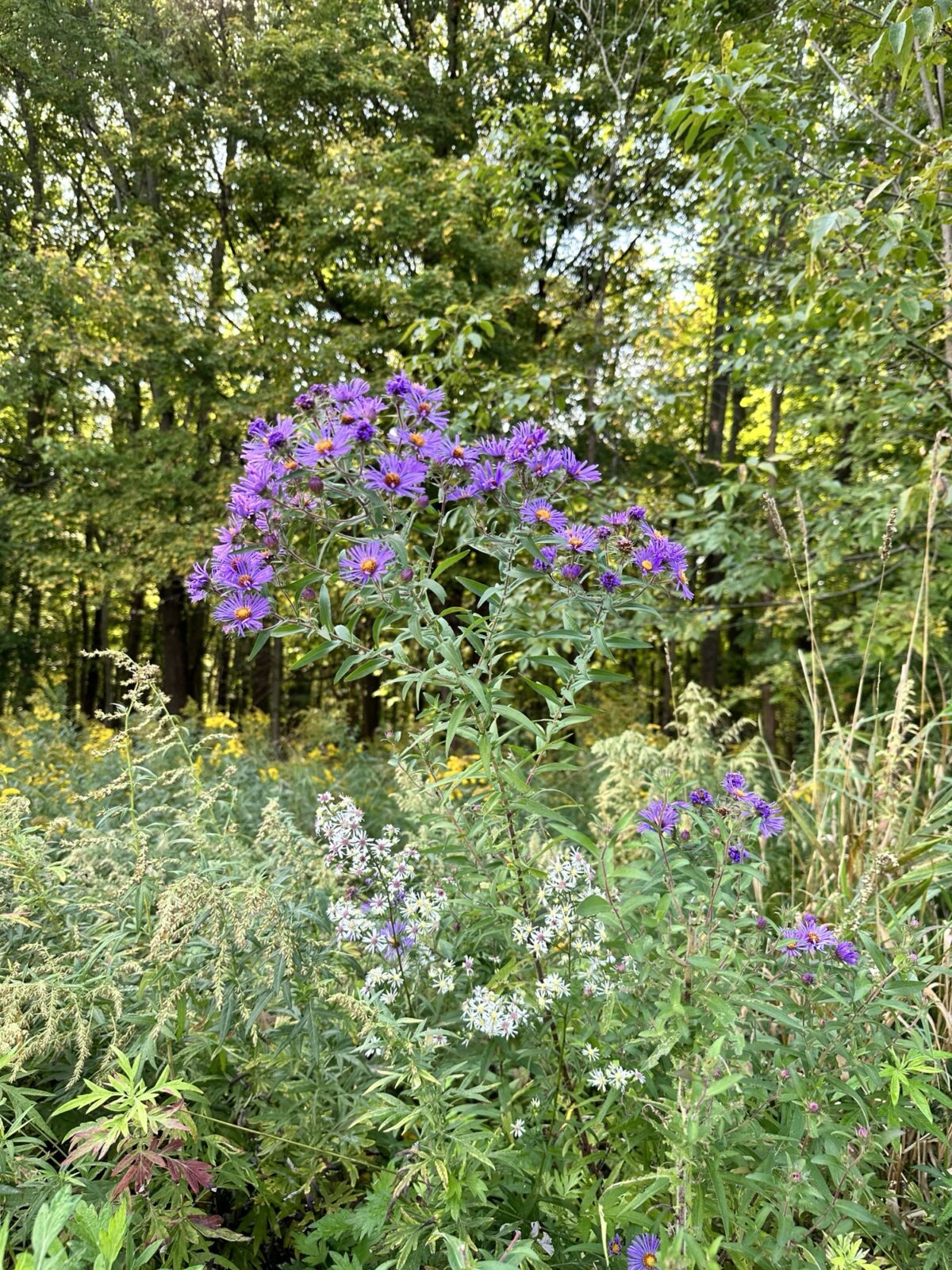Irene Gossin Nature Preserve Hike And Stroll Rochester 3200