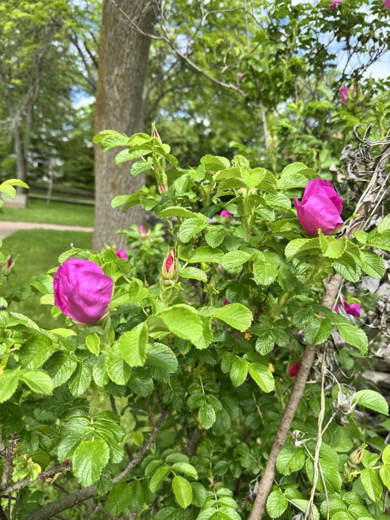 Genesee Country Village & Museum - Historic Village - Hike and Stroll ...