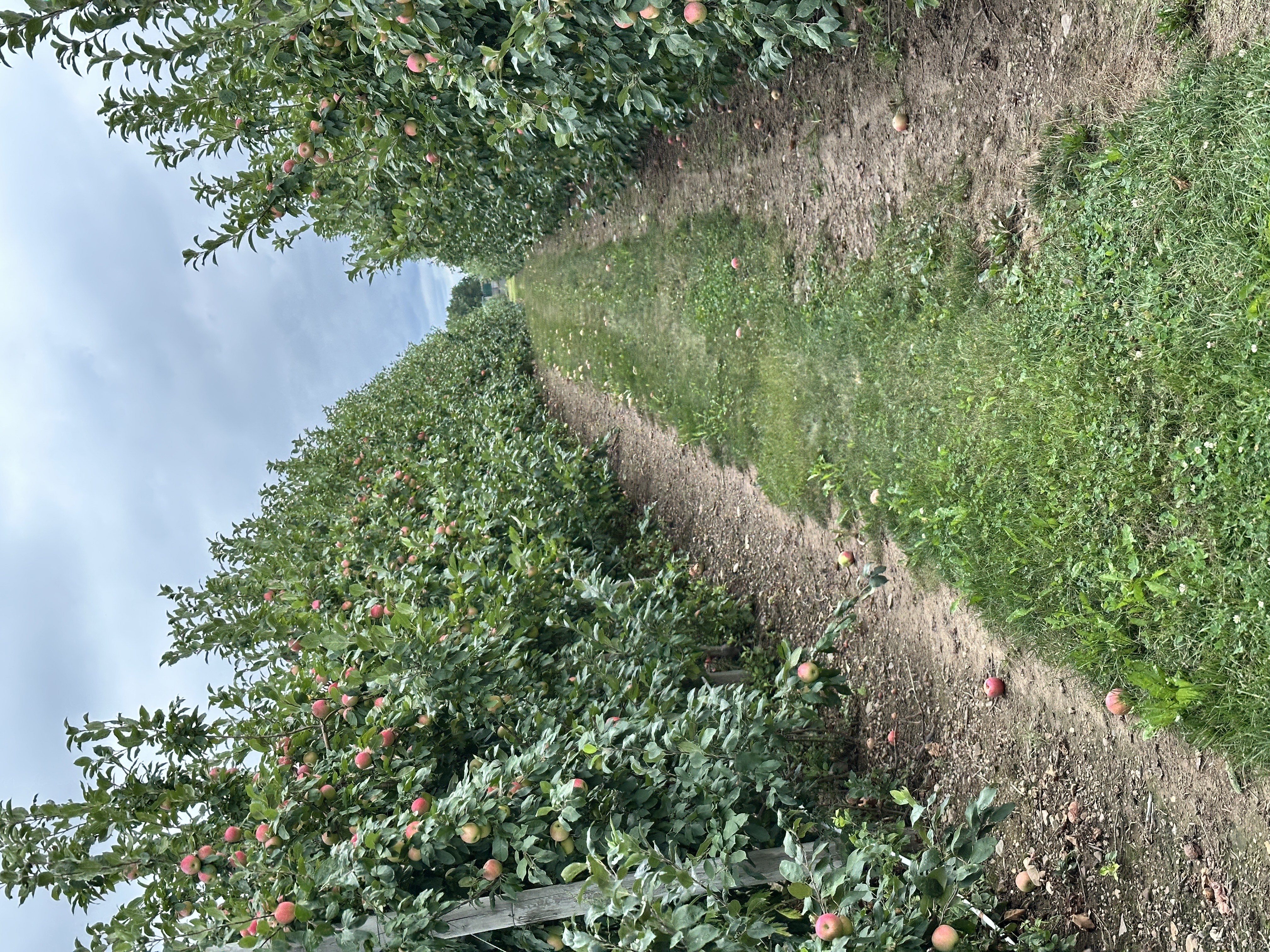 Wickham Farms - Hike and Stroll Rochester